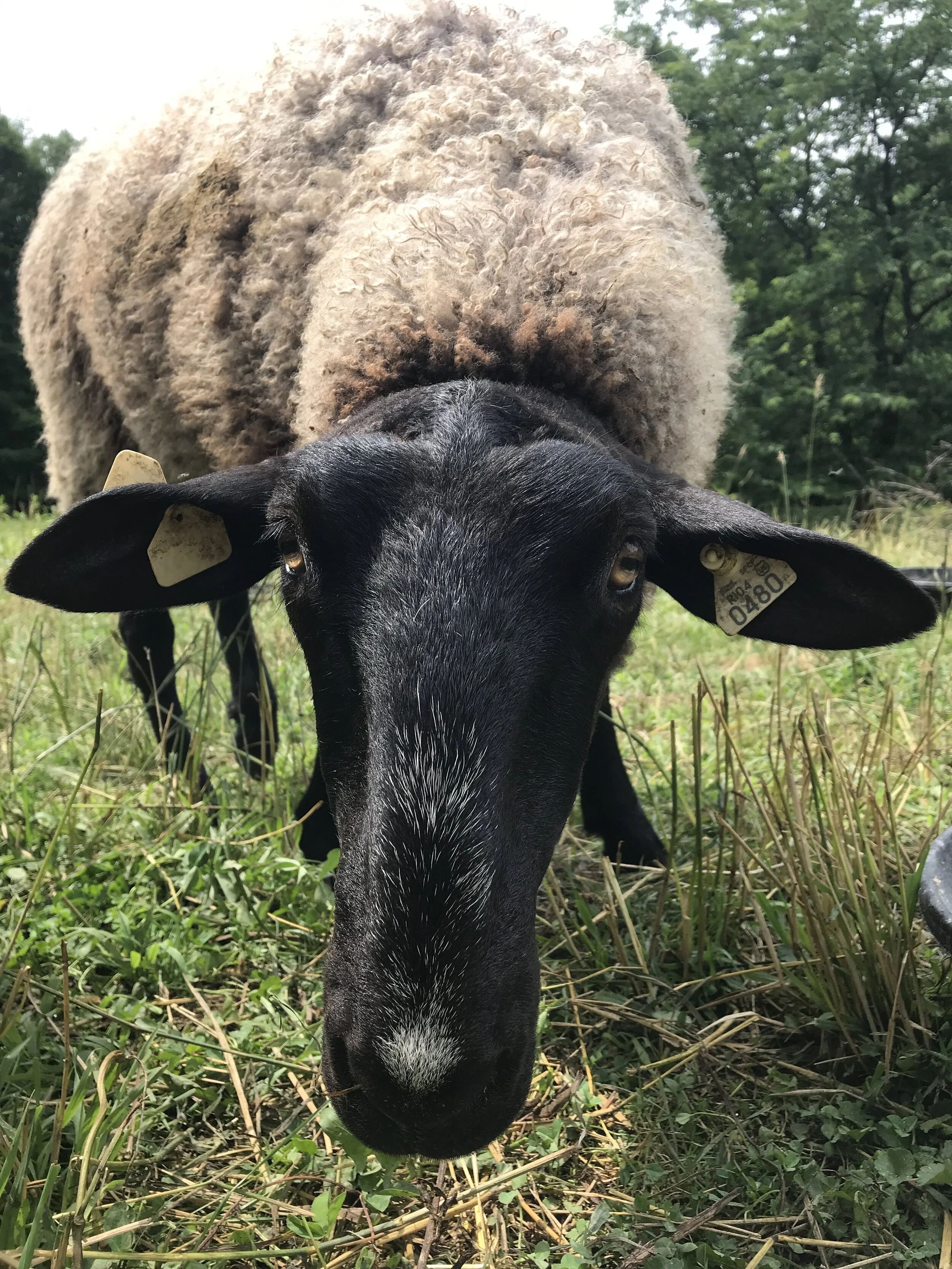 Border Leicesters and Finns — Yankee Rock Farm, LLC
