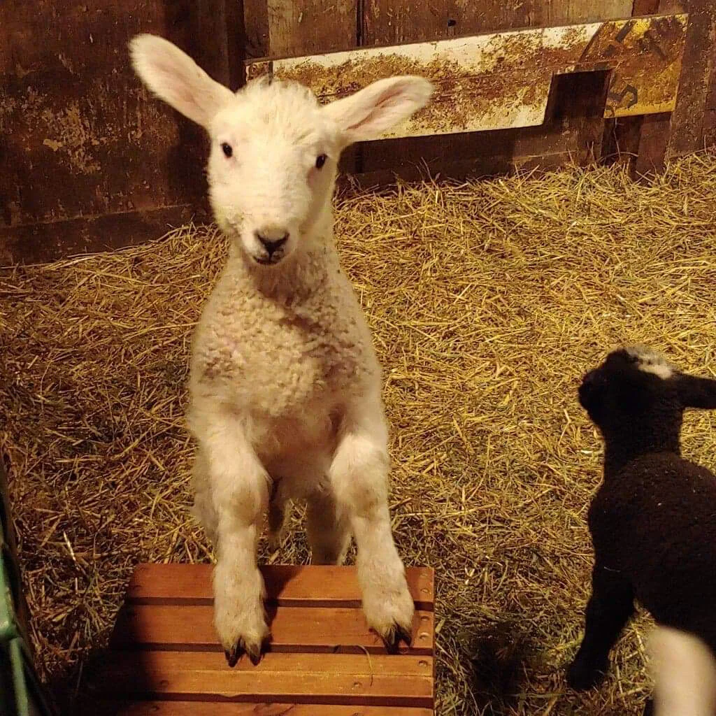 Border Leicesters and Finns — Yankee Rock Farm, LLC