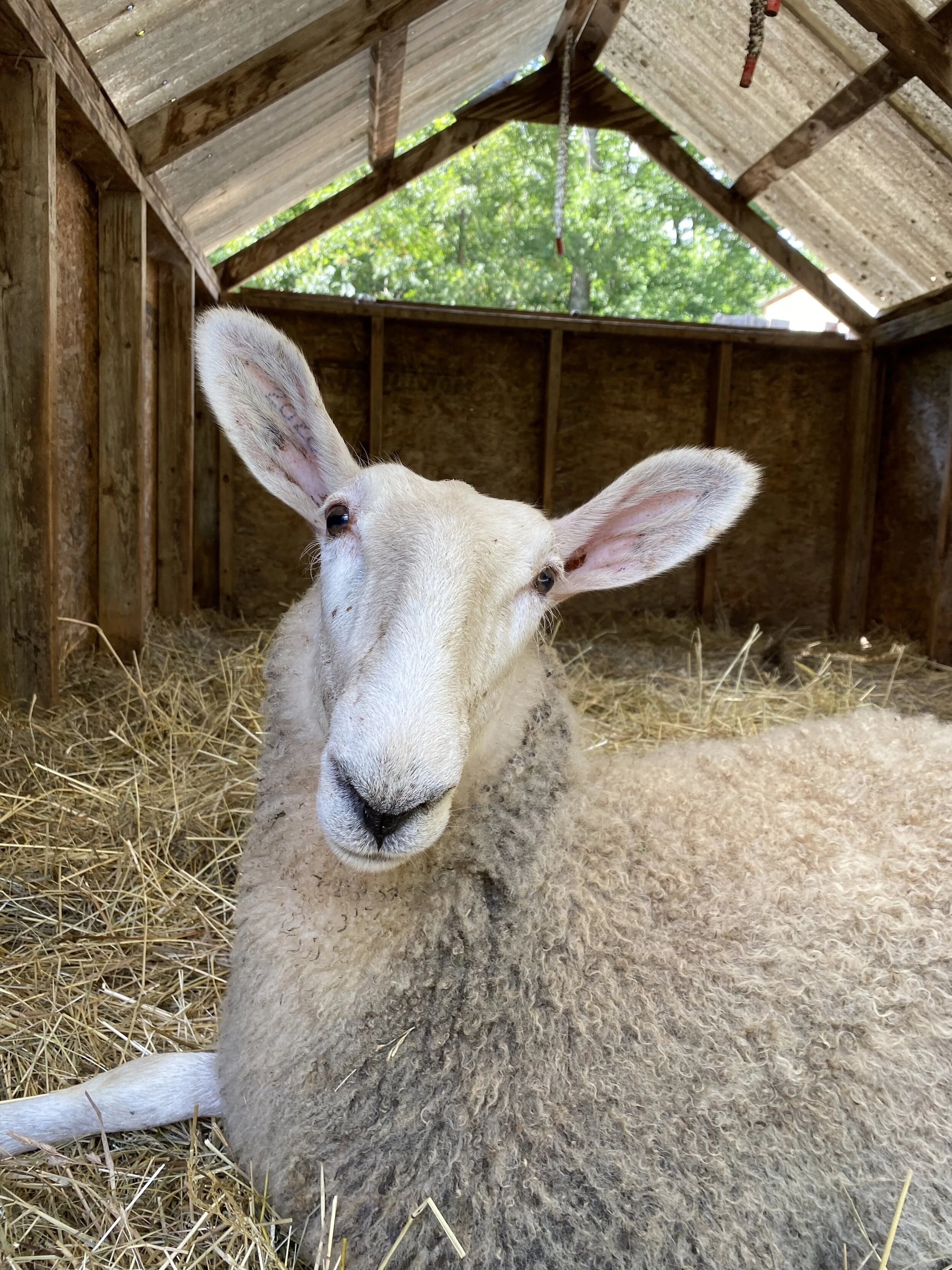 Border Leicesters and Finns — Yankee Rock Farm, LLC