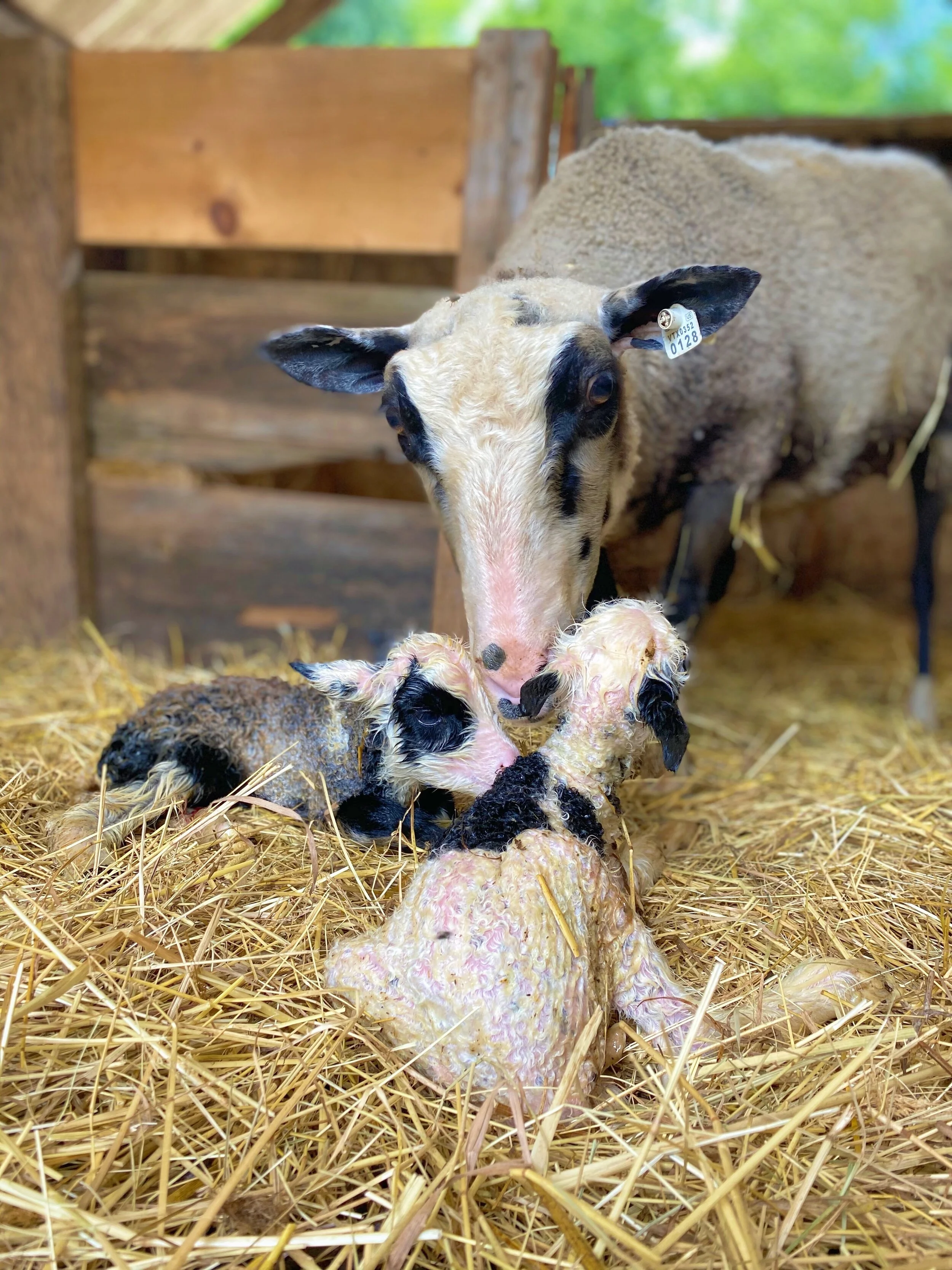 Border Leicesters and Finns — Yankee Rock Farm, LLC