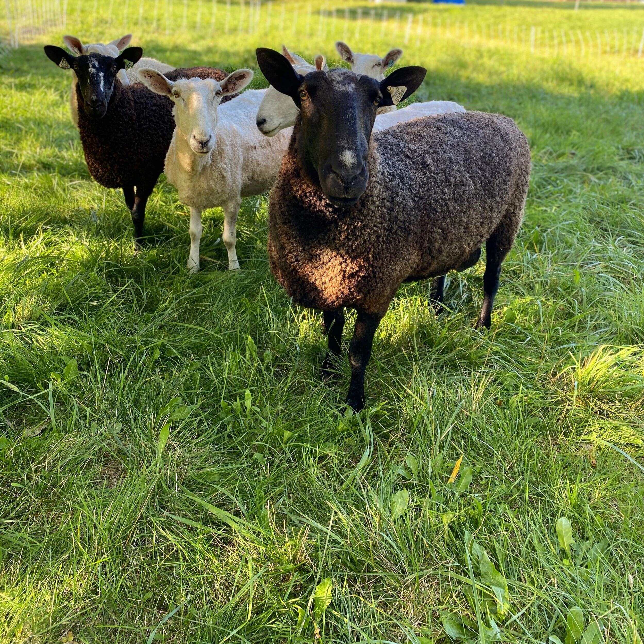Border Leicesters and Finns — Yankee Rock Farm, LLC