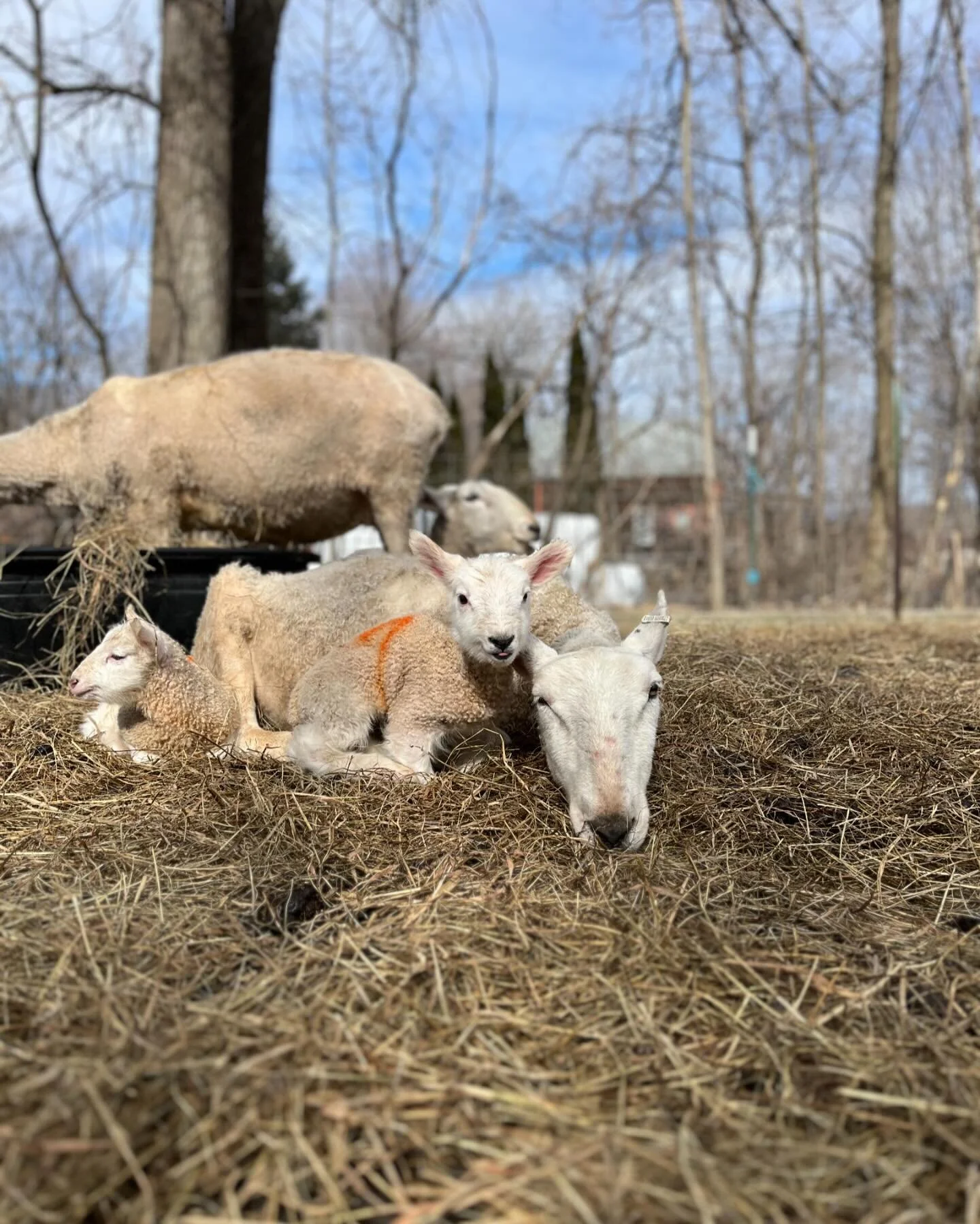 Yankee Rock Farm, LLC