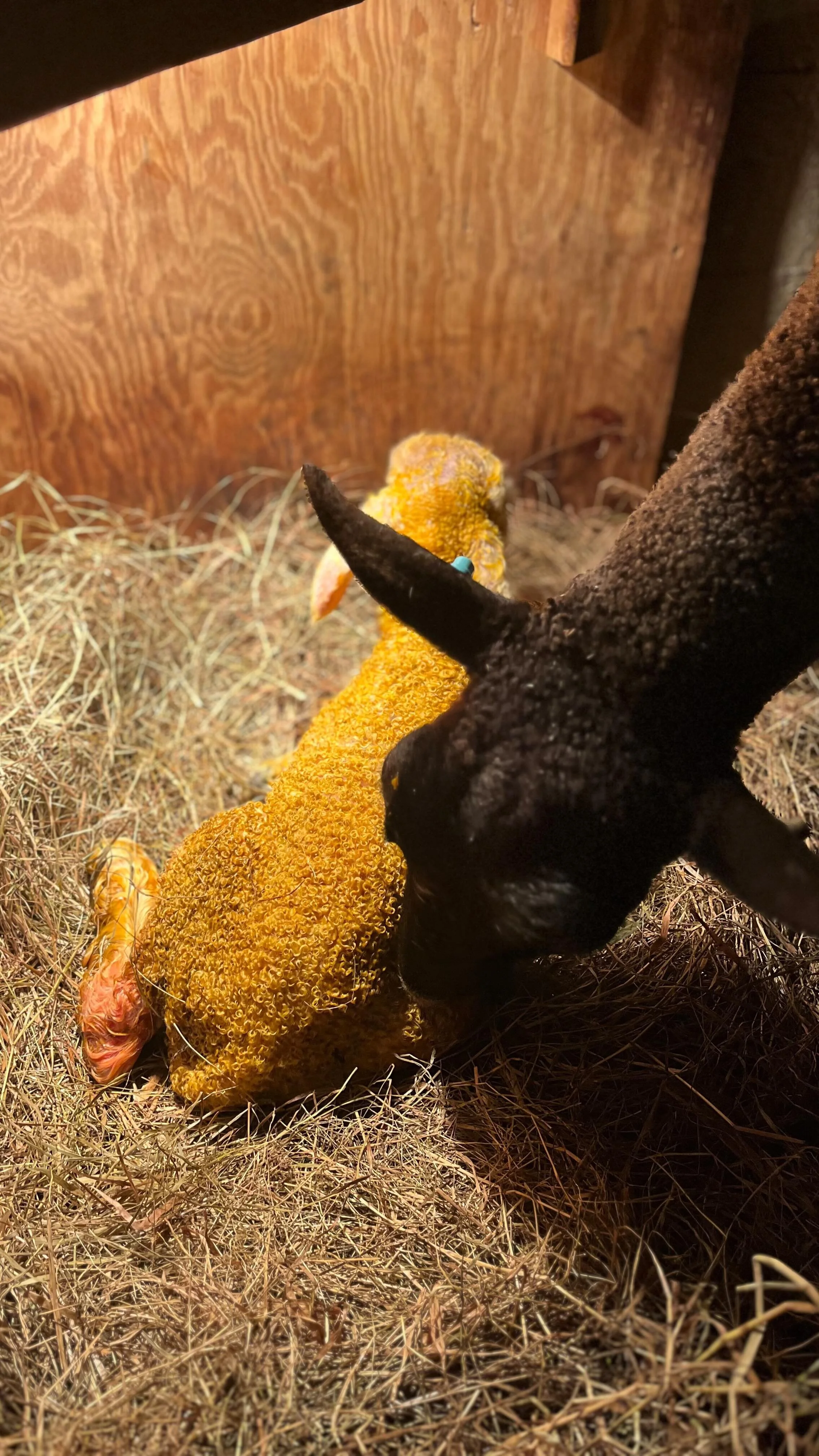 Yankee Rock Farm, LLC