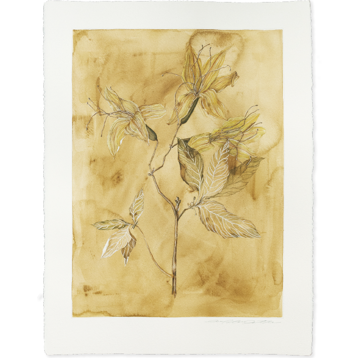 preserved lily — laureldawncornerstudio