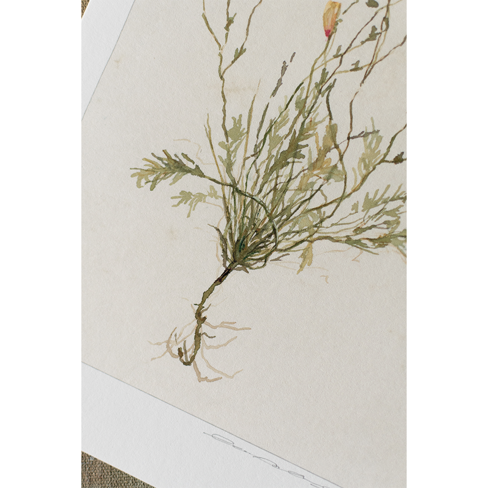 limited edition, color study ii — laureldawncornerstudio