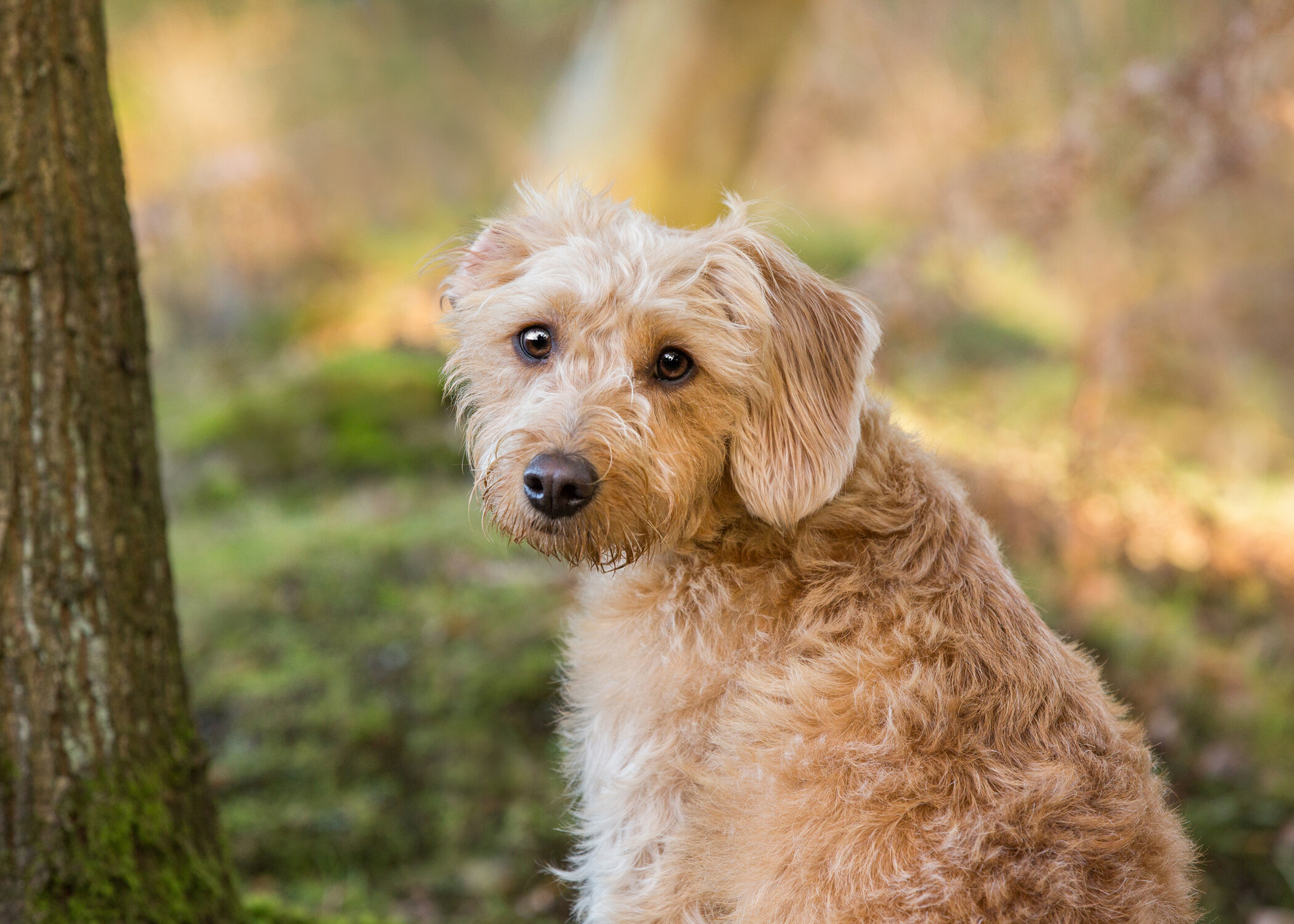 The Phodographer | Dog photography in the beautiful Yorkshire countryside