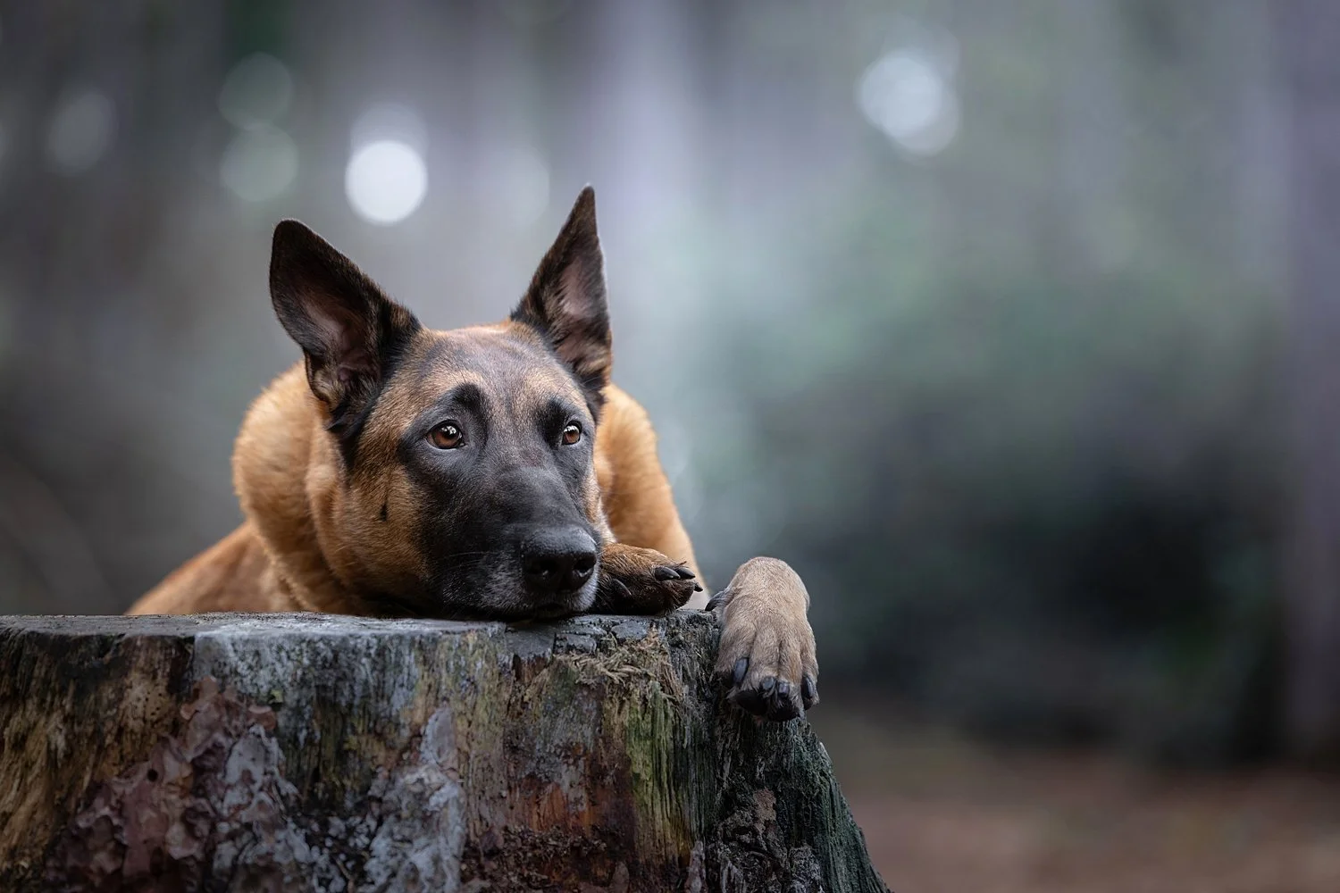 The Phodographer | Dog photography in the beautiful Yorkshire countryside
