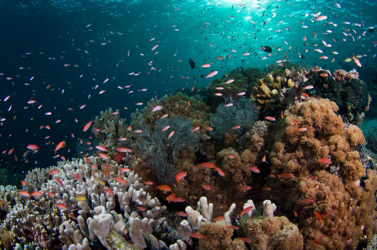 Sipadan Island Park — Stop Fish Bombing USA