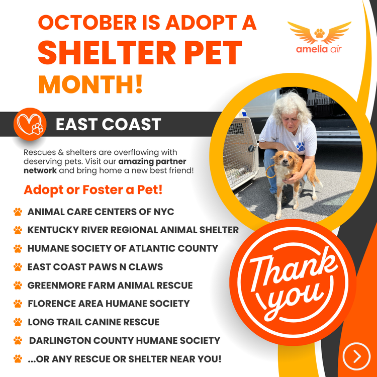 Biggest Rescue Day Ever in Adopt-a-Pet Month! — Amelia Air