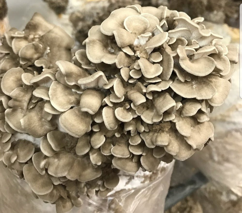 White Button Mushroom Spawn — Welcome