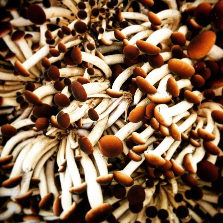 White Button Mushroom Spawn — Welcome