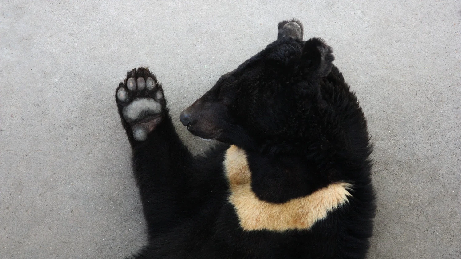 Bears: An Overview — Hanes Landing