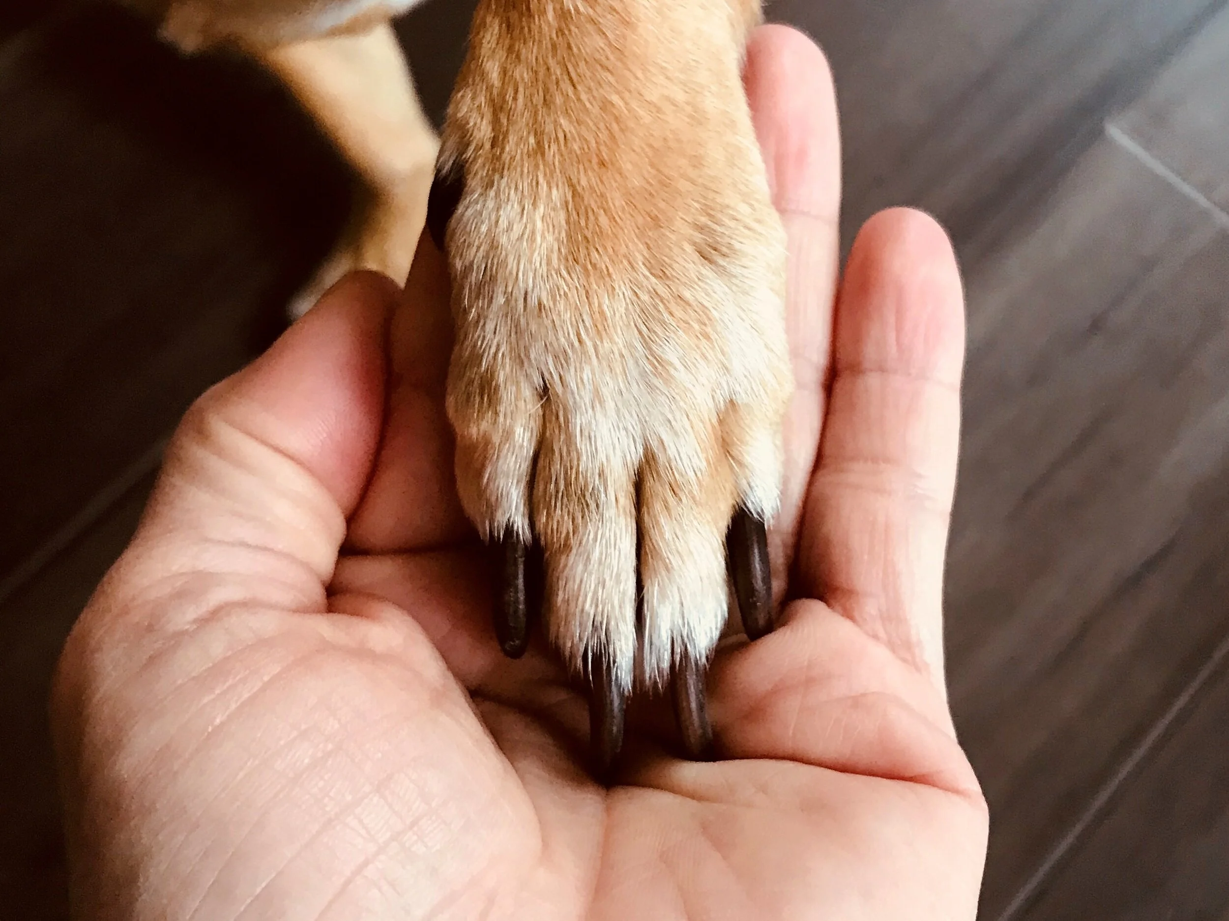 Hand & Paw - Helping Animals In Need