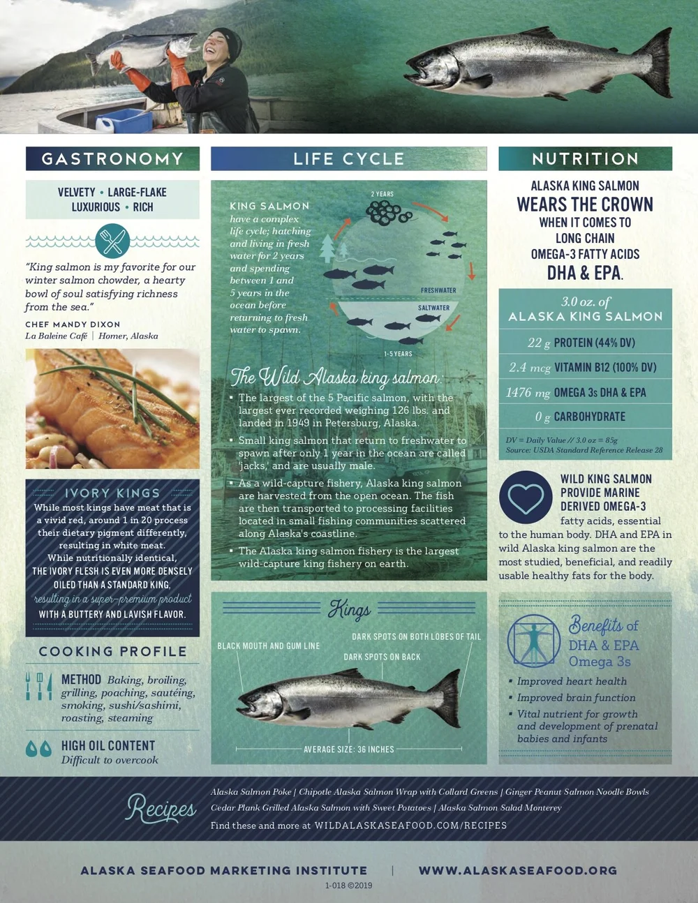 Wild Alaska Coho Salmon — Shoreline Wild Salmon