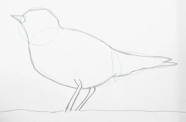 Nature journal drawing skills: A mini-tutorial — Nature Journaling Week