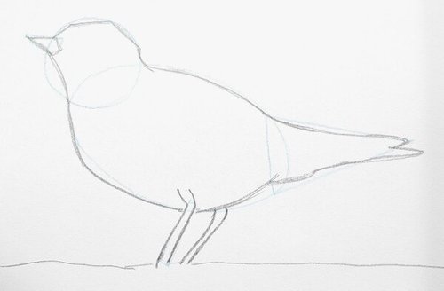 Nature journal drawing skills: A mini-tutorial — Nature Journaling Week