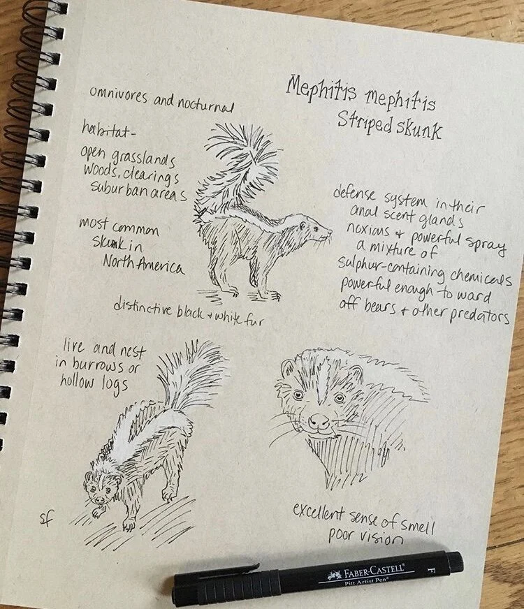 Field journals: Documenting the natural world — Nature Journaling Week