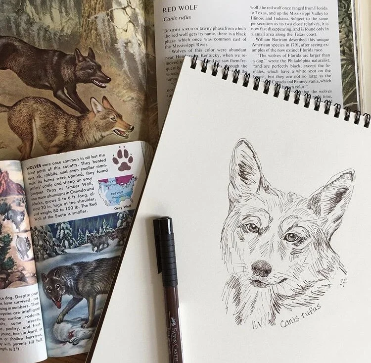 Field journals: Documenting the natural world — Nature Journaling Week