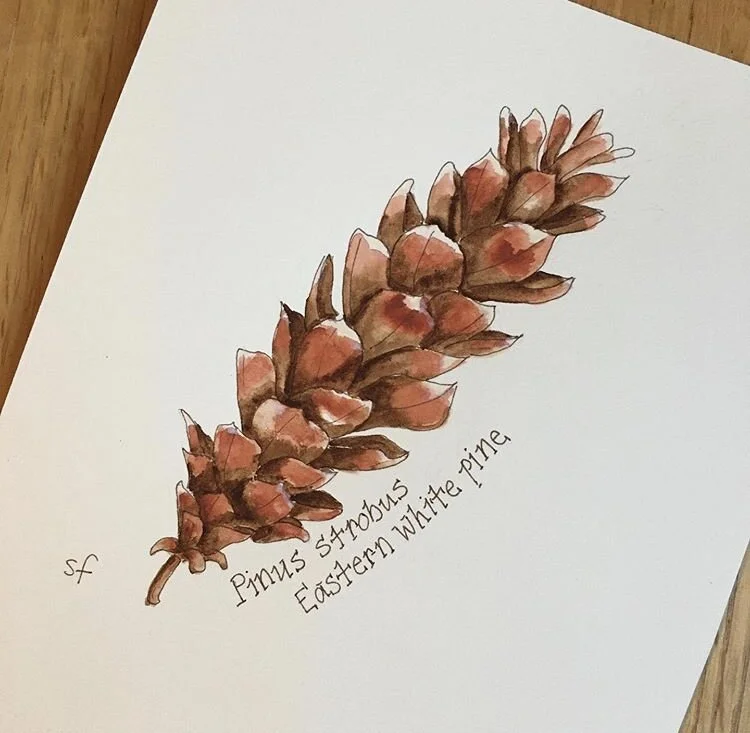 Field journals: Documenting the natural world — Nature Journaling Week