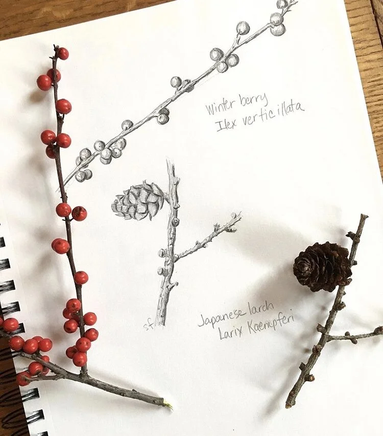 Field journals: Documenting the natural world — Nature Journaling Week