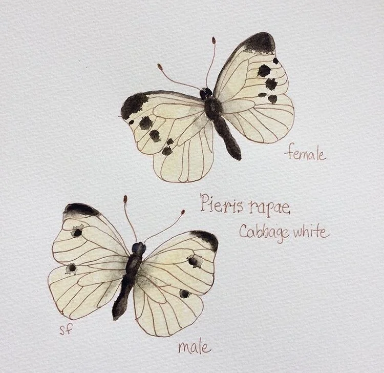 Field journals: Documenting the natural world — Nature Journaling Week