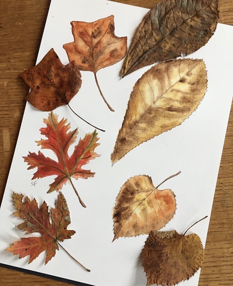 Field journals: Documenting the natural world — Nature Journaling Week