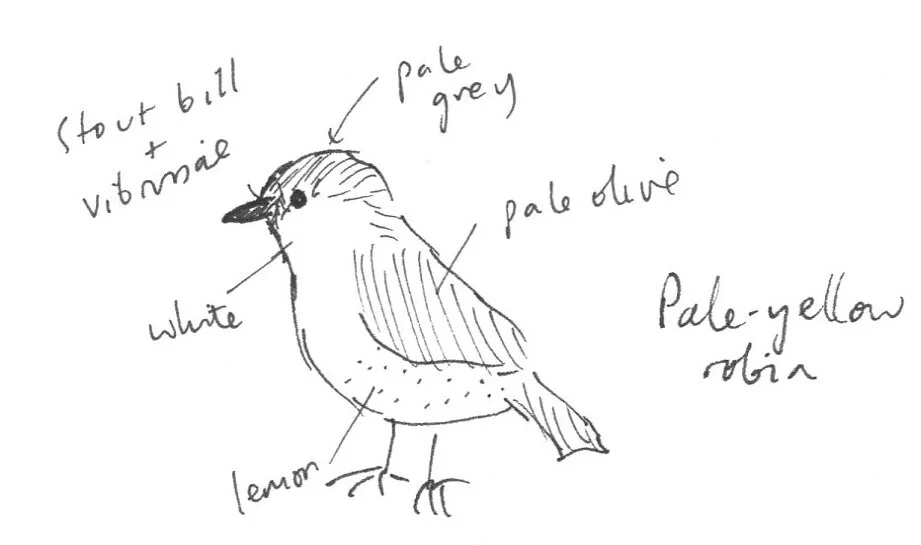 What is nature journaling? — Nature Journaling Week