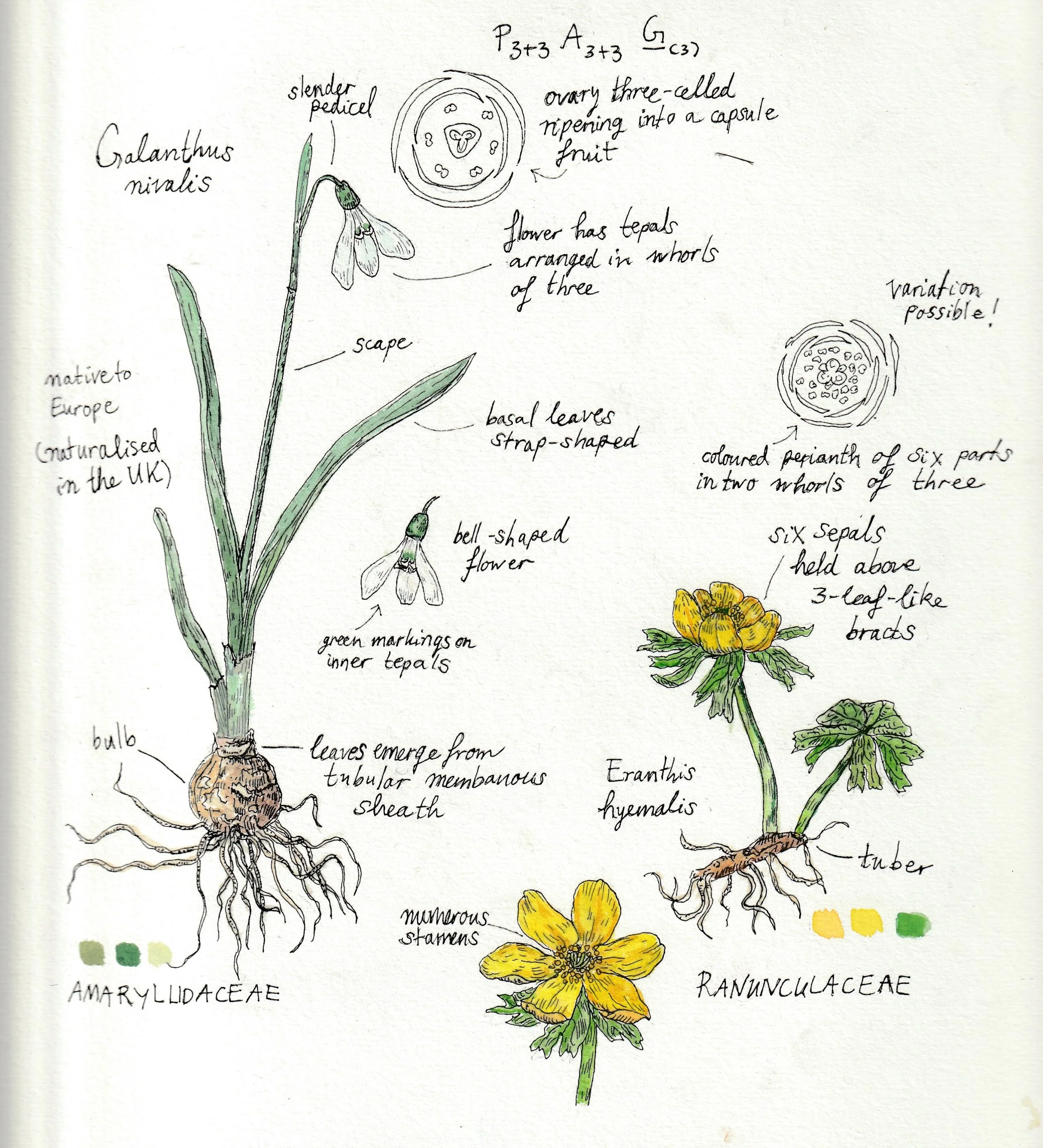 My journey into nature journaling — Nature Journaling Week