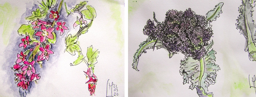 Nature sketching as drawing practice — Nature Journaling Week