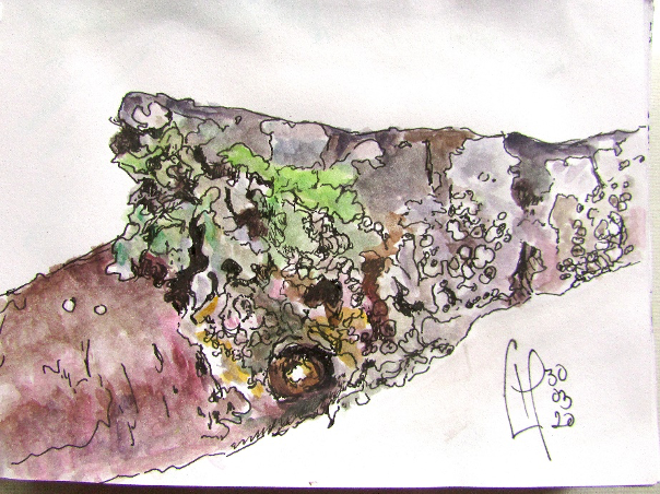 Nature sketching as drawing practice — Nature Journaling Week