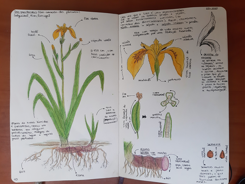 My journey with nature journaling and the tips I've learned — Nature ...