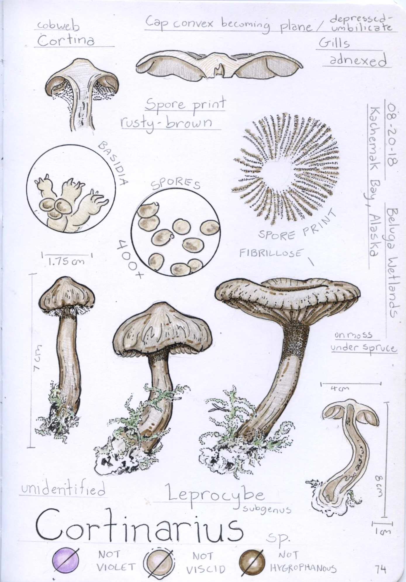 Fungi — Nature Journaling Week