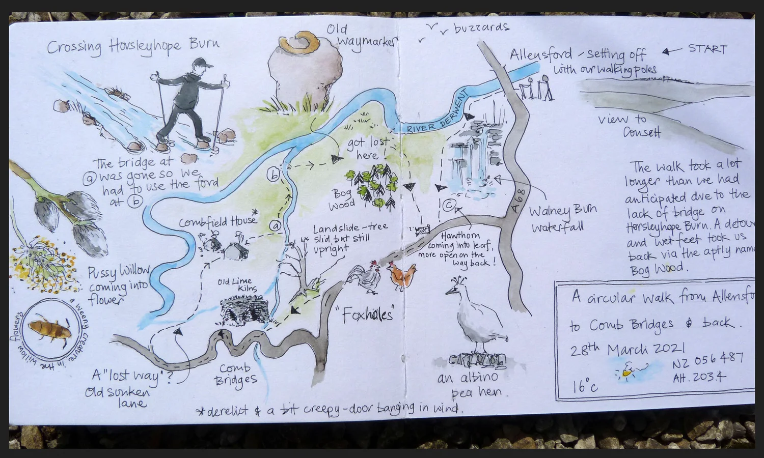 ‘Drawn Walks’ and Nature Journaling — Nature Journaling Week