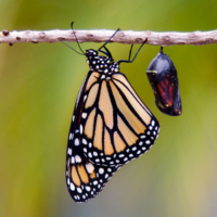 Metamorphosis — Nature Journaling Week