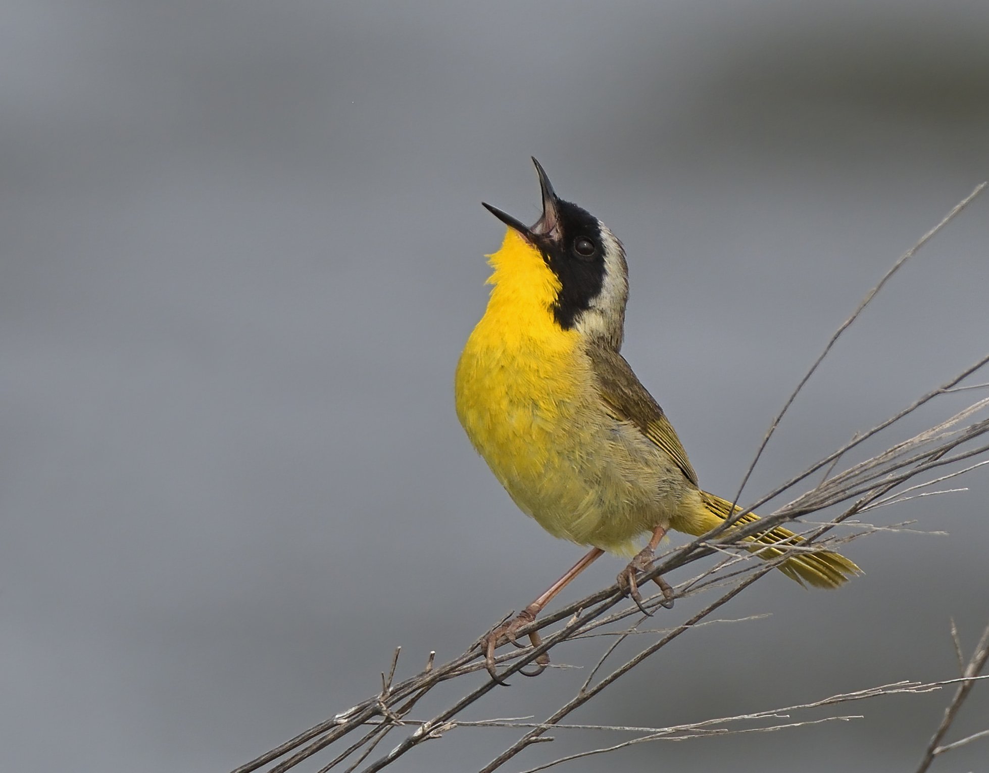 David Lukas workshop — Nature Journaling Week