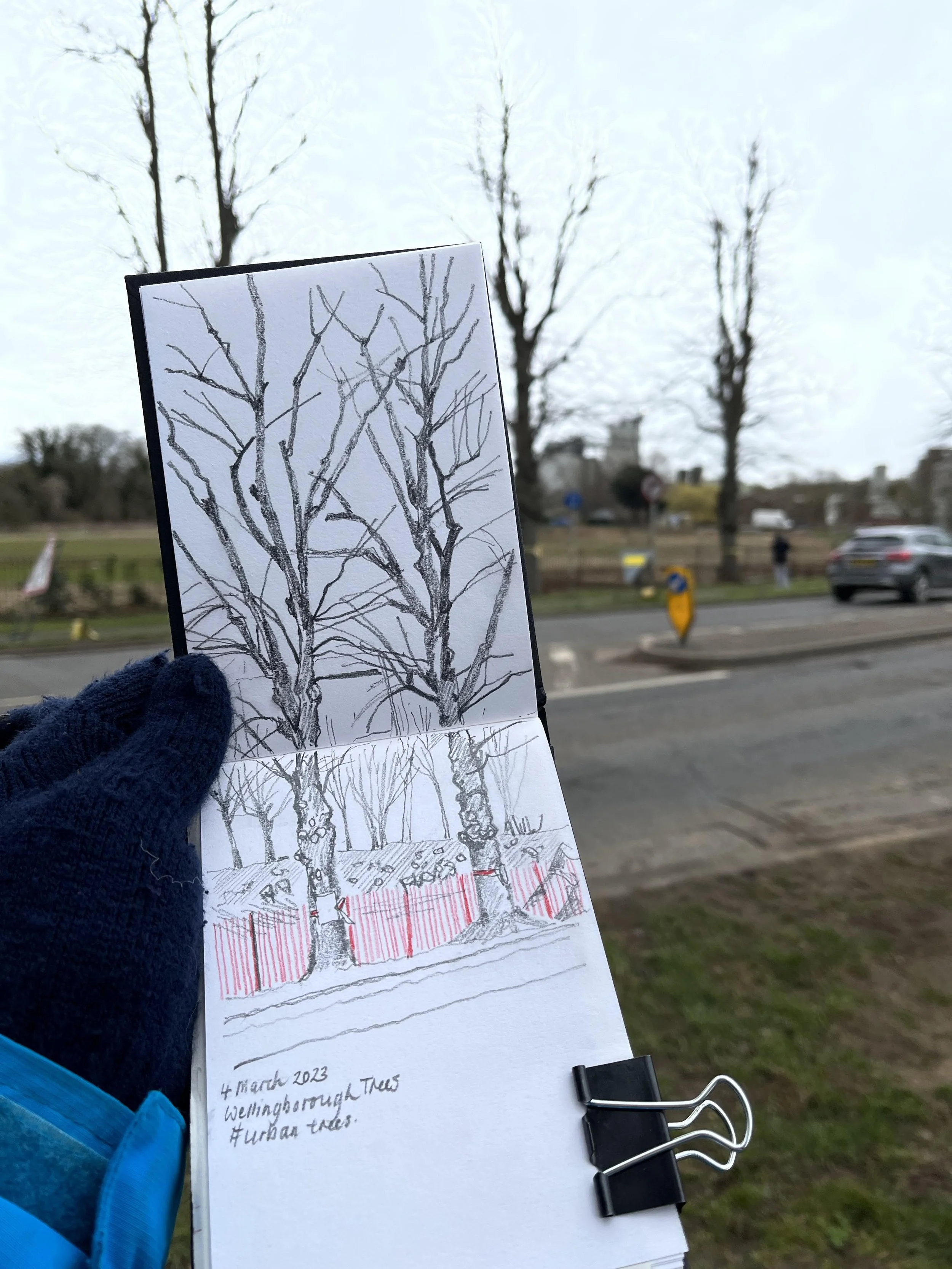 Sketching trees — Nature Journaling Week