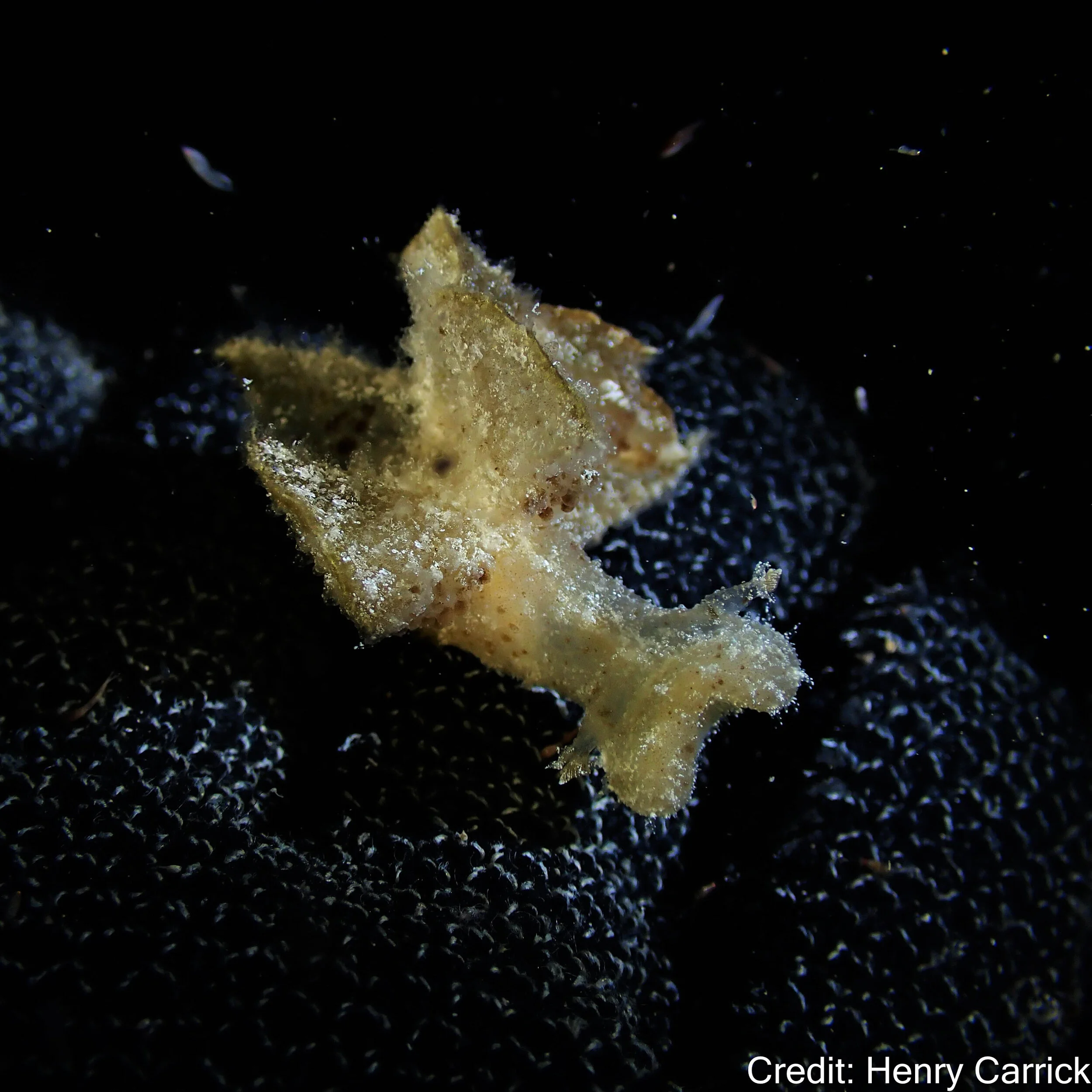 Melibe viridis (Green Melibe) — My Critter Compendium