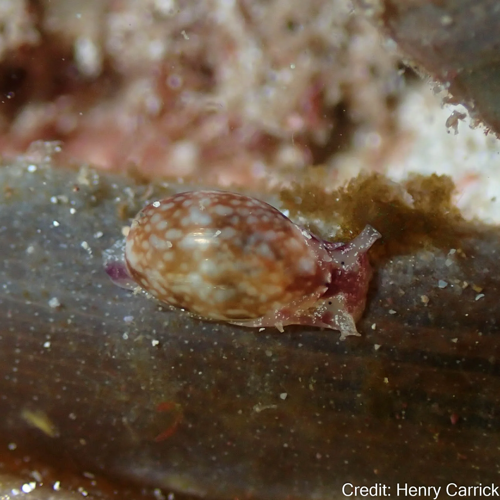 Opisthobranchs (Seaslugs) — My Critter Compendium