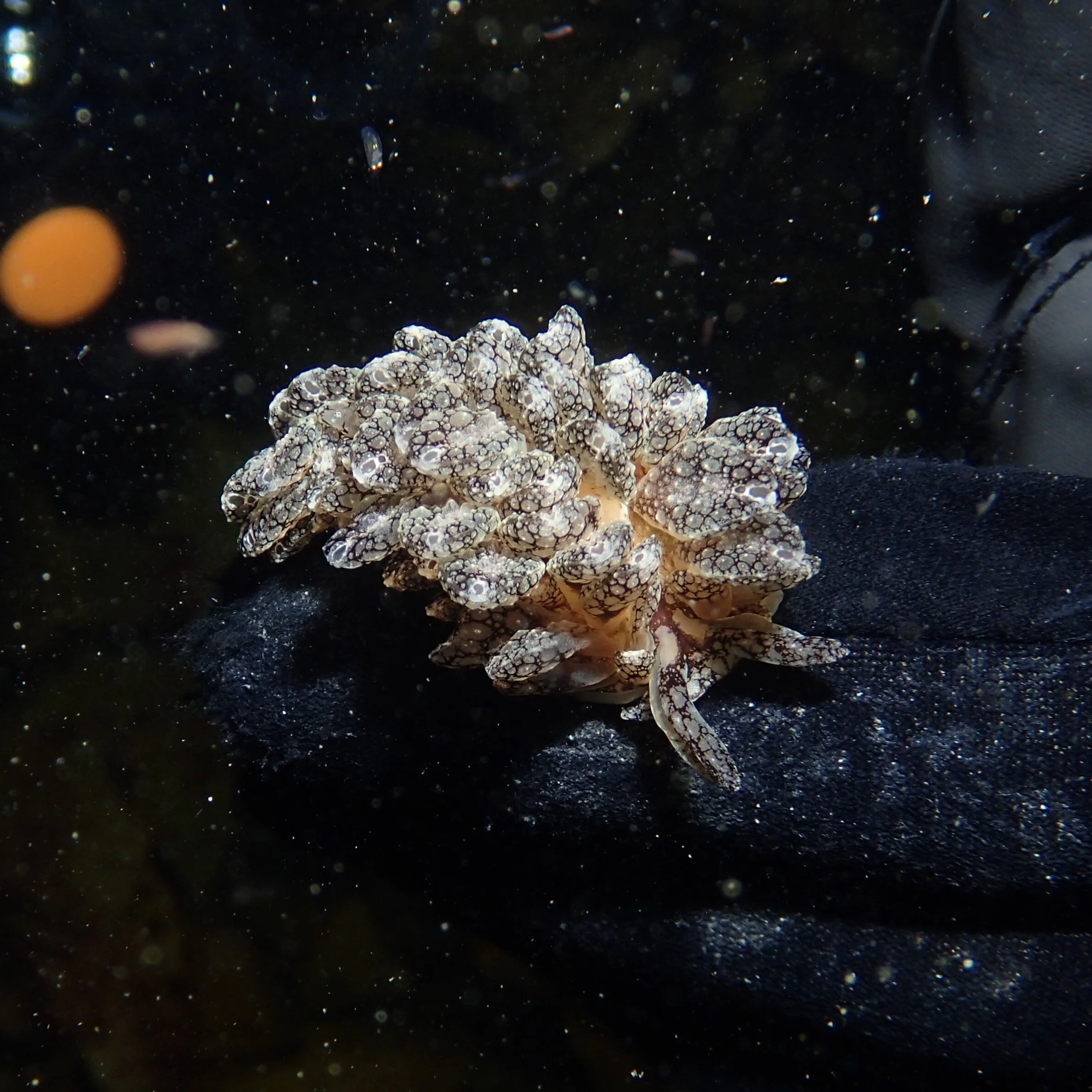 Opisthobranchs (Seaslugs) — My Critter Compendium