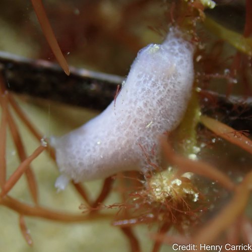 Opisthobranchs (Nudibranchs) — My Critter Compendium