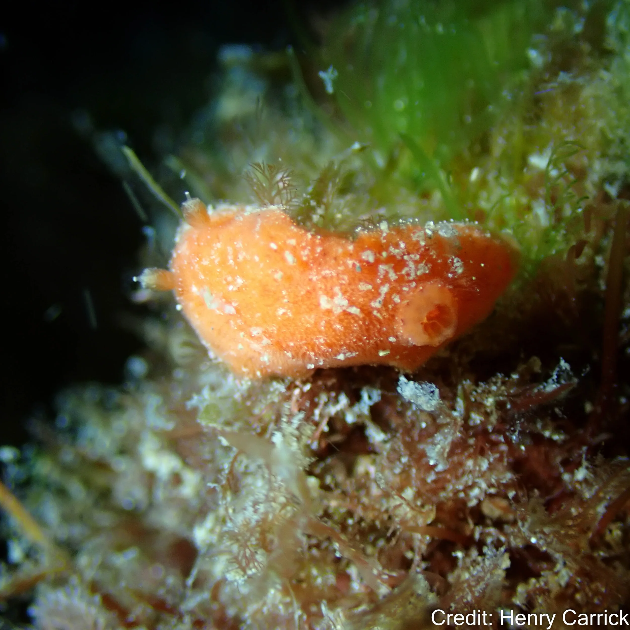 Rostanga calumus? — My Critter Compendium
