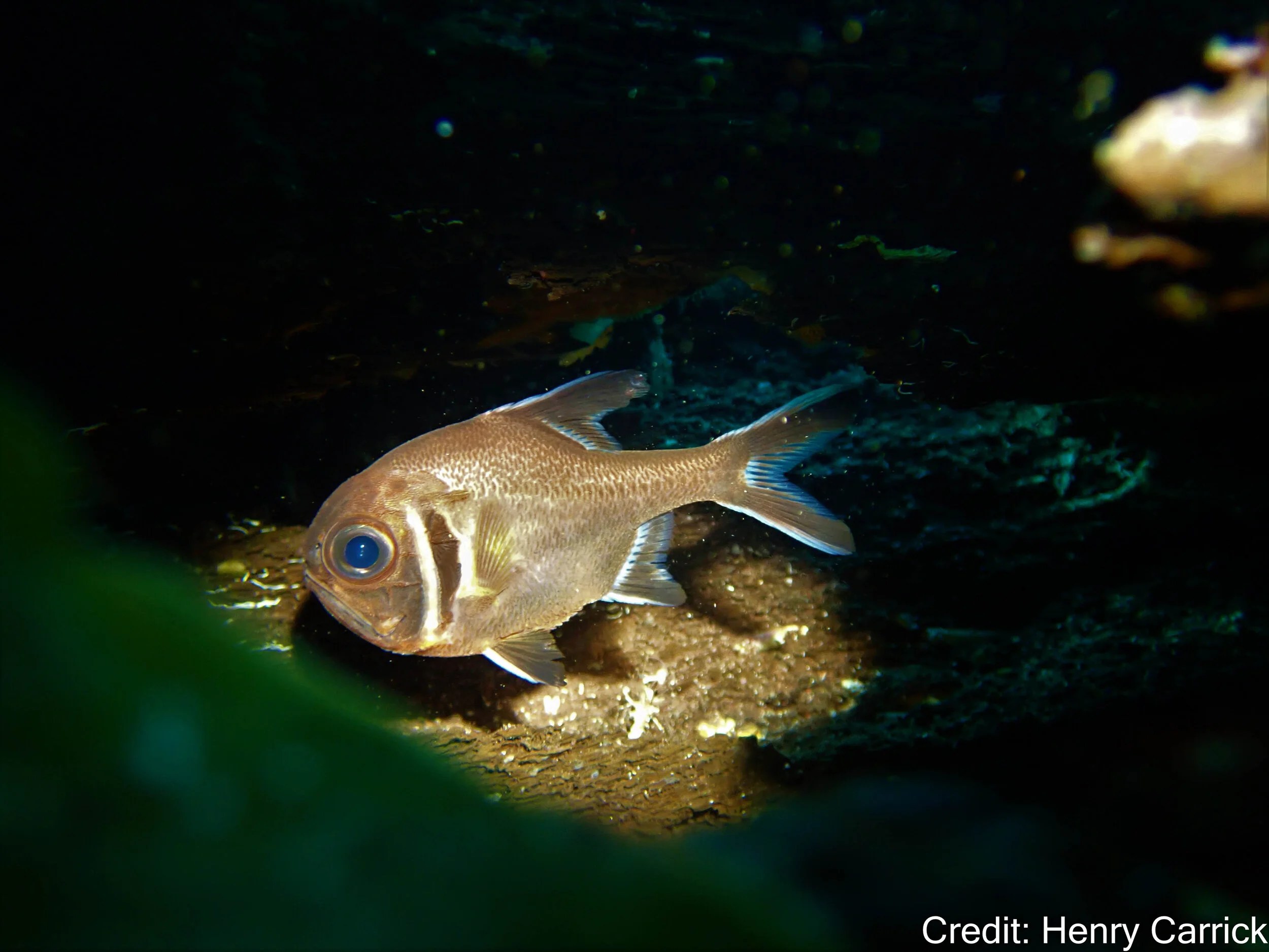 Trachichthys australis (Southern Roughy) — My Critter Compendium