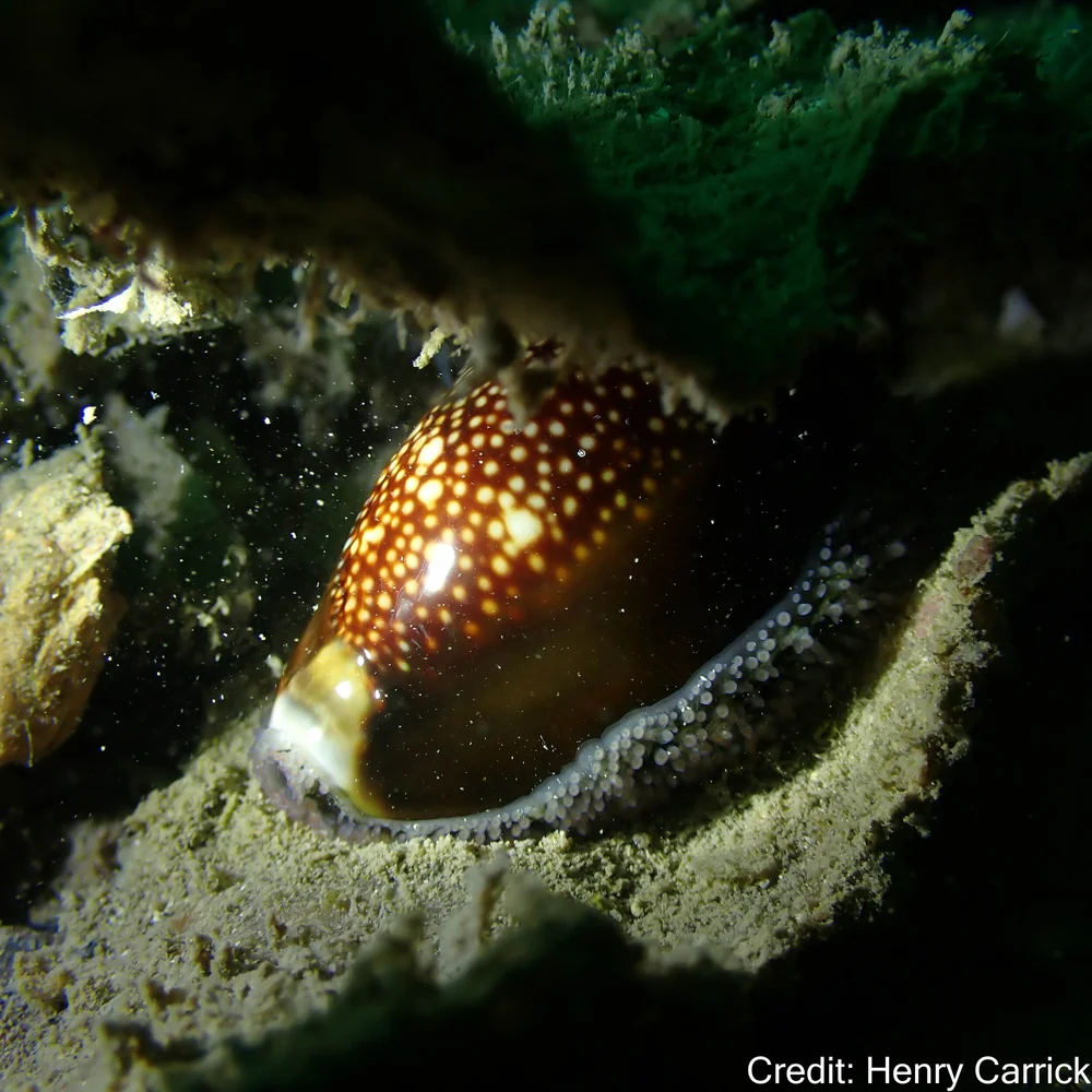 Monetaria caputserpentis (Snakehead Cowrie) — My Critter Compendium