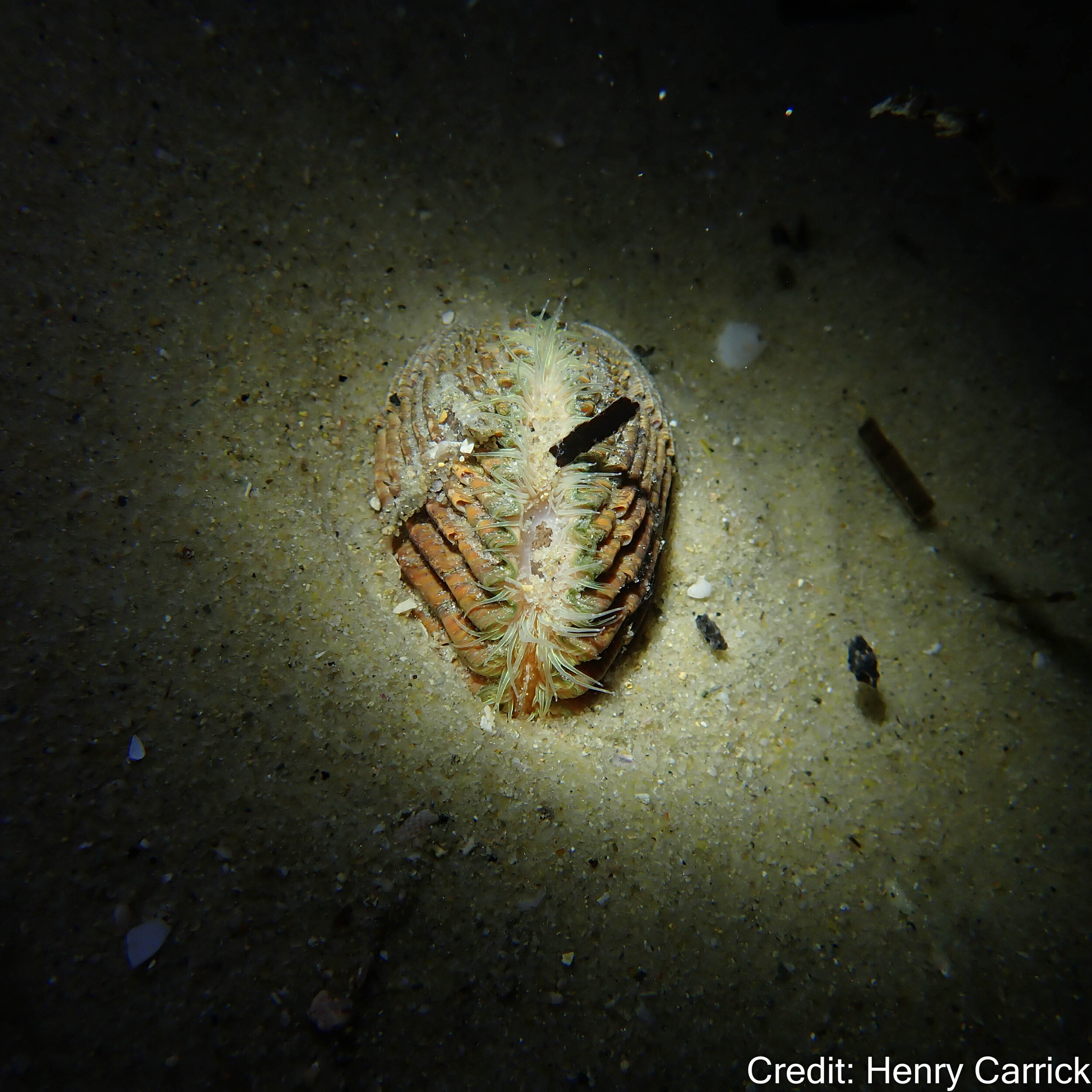 Cardita sp. — My Critter Compendium