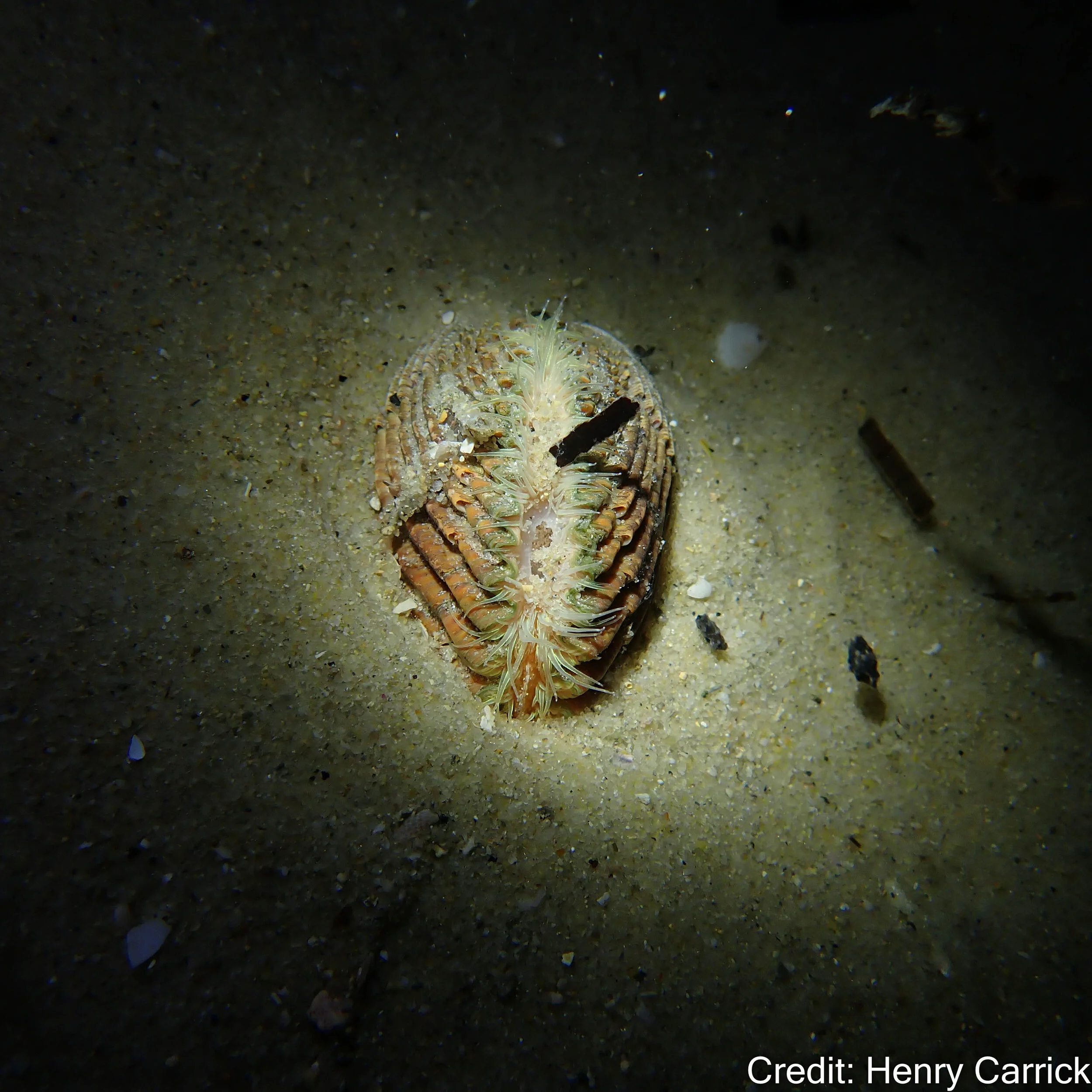 Bivalves — My Critter Compendium