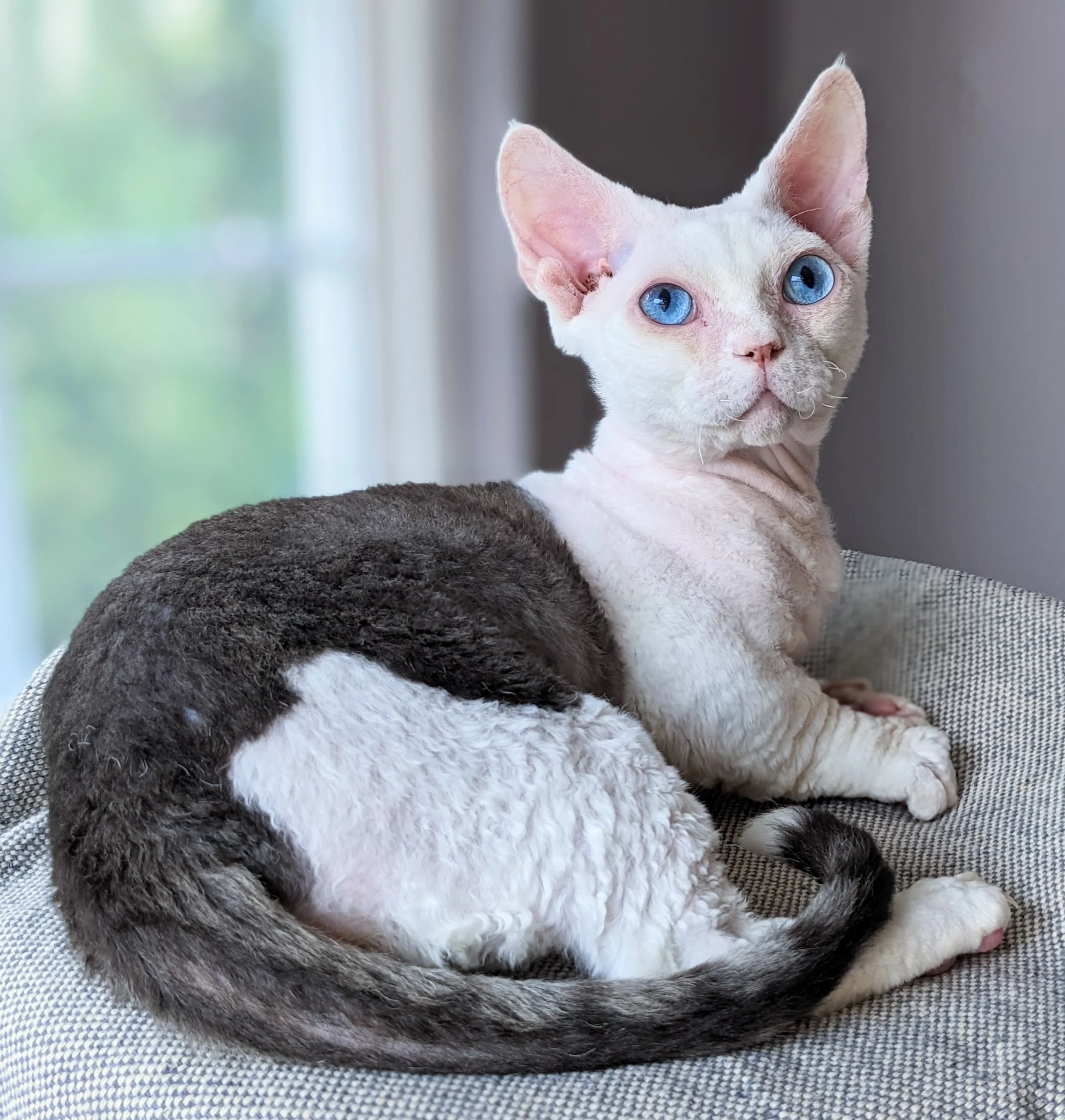 Catskills Cattery