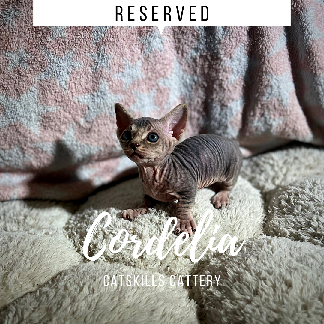 Minskin Cat
