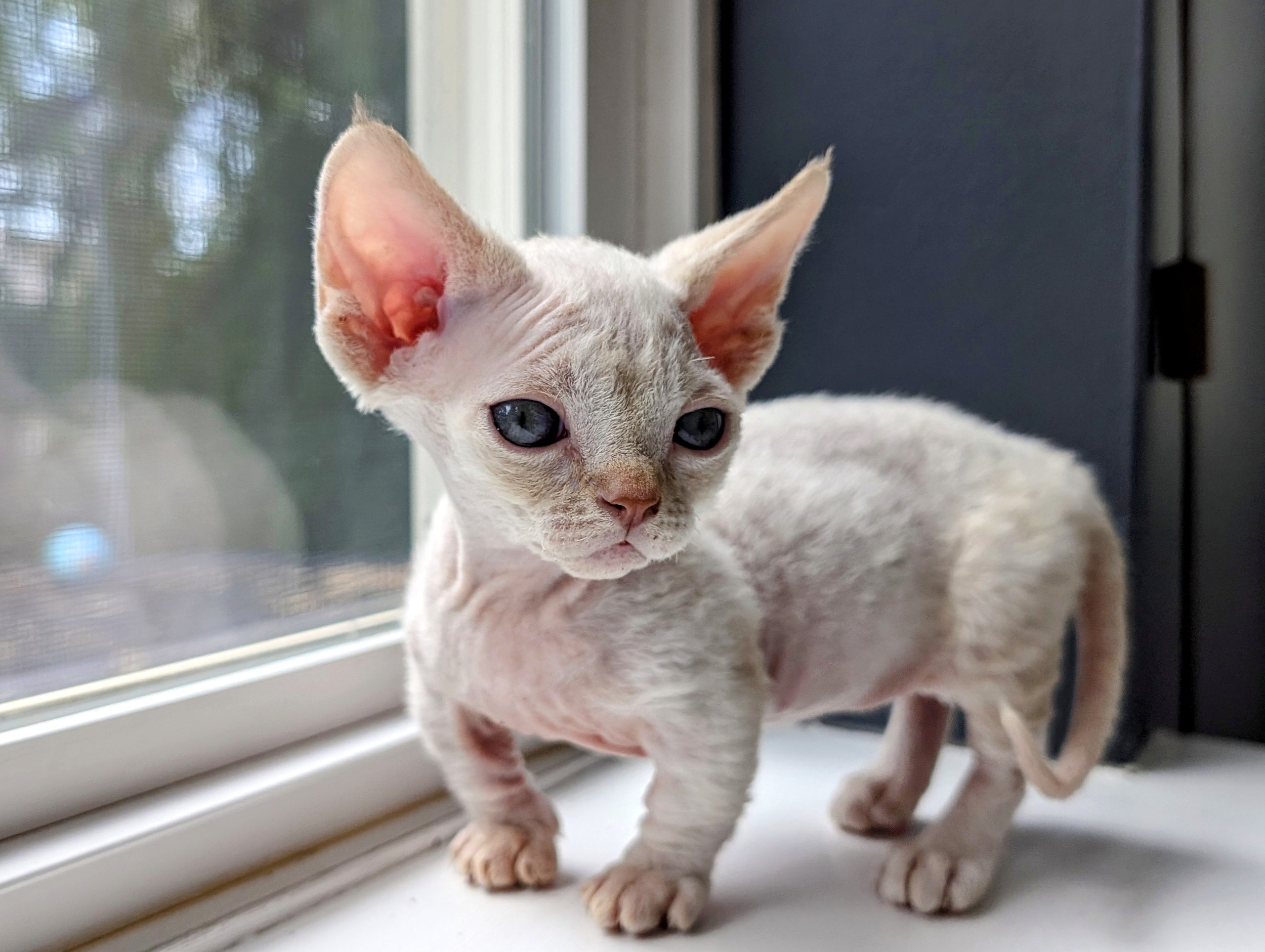 Minskin Cats — Cat Skills Cattery