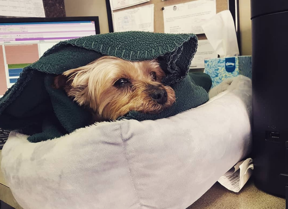 Veterinary Services — West Friendship Animal Hospital