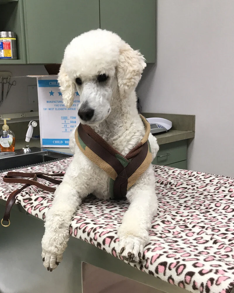 West Friendship Animal Hospital